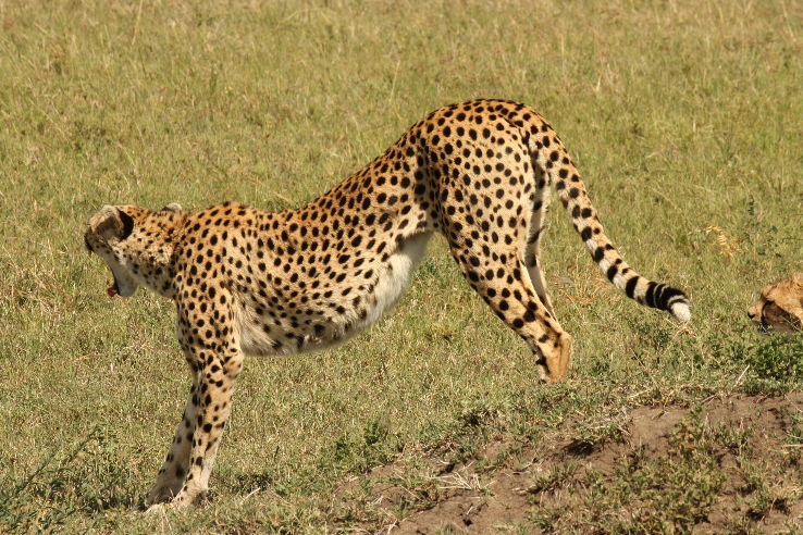 Kenya Tour Place | Best Tourist Place to visit in Kenya | HelloTravel