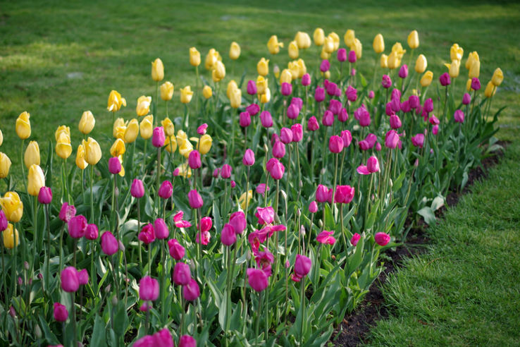 Tulip Time Festival 2025, United States Of America - Venue, Date & Photos