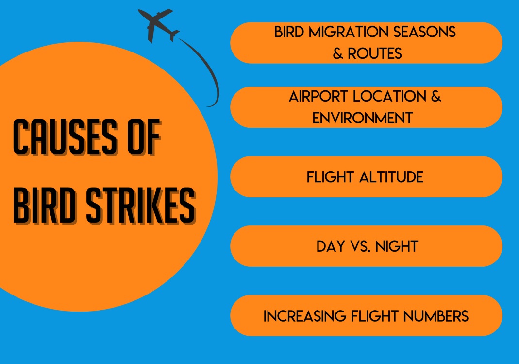 What Happens During a Bird Strike on an Aircraft? - FlapOne Aviation Blog