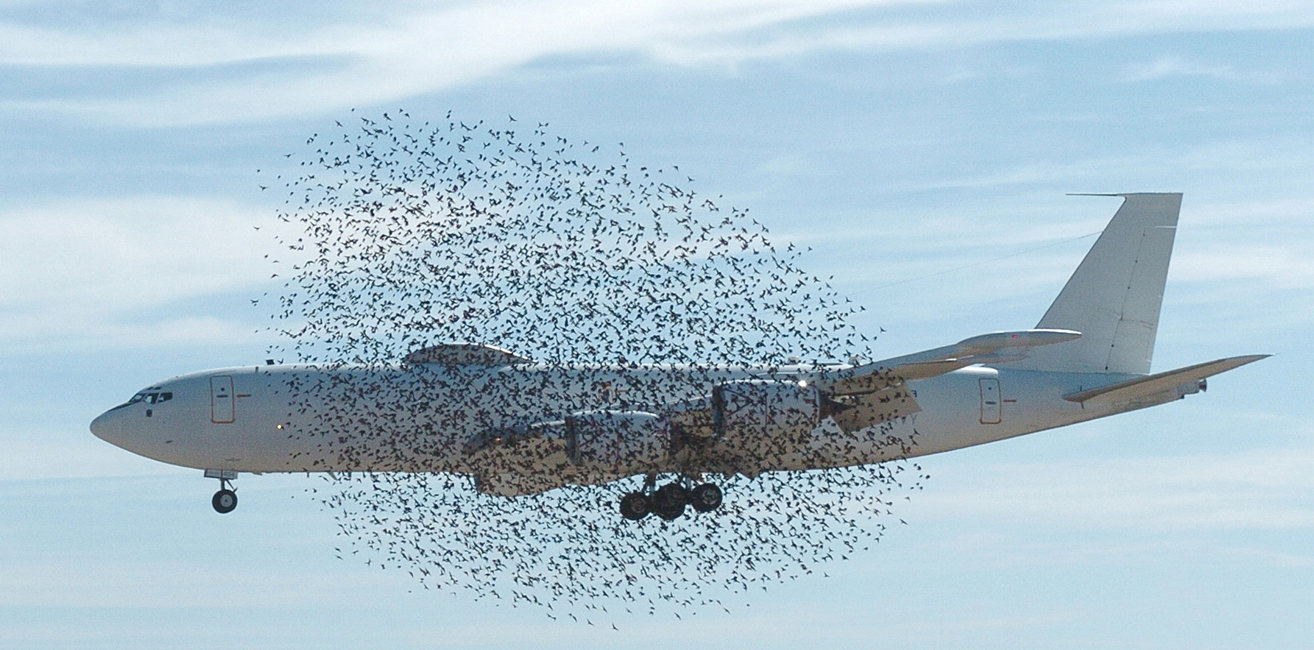 What Happens During a Bird Strike on an Aircraft? - Flapone Aviation Blog