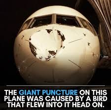 What Happens During a Bird Strike on an Aircraft? - FlapOne Aviation Blog