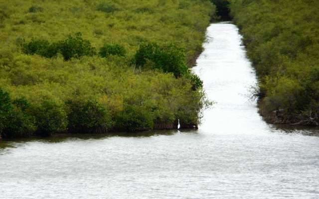 Pichavaram Mangrove Forest, India - places to see in Pichavaram ...