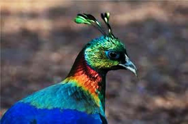 Fagu 2021, #47 places to visit in himachal pradesh, top things to do ...