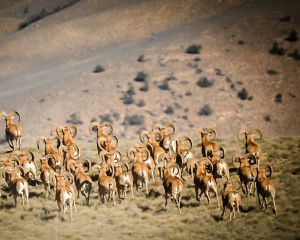 Calacatchara Festival 2019 in Philippines, photos, Fair,Festival when ...