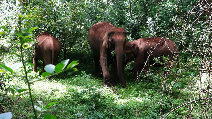 10 places to visit in Wayanad - Hello Travel Buzz