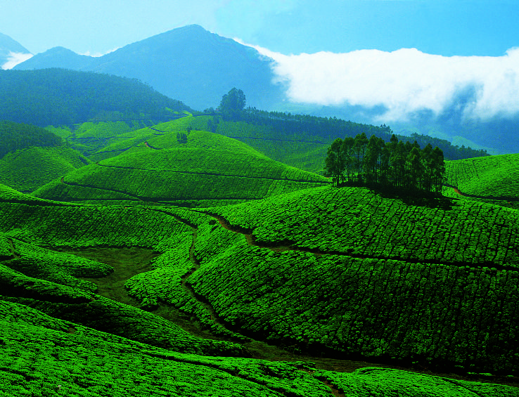 Top Munnar Tour Packages with Price - Hello Travel Buzz