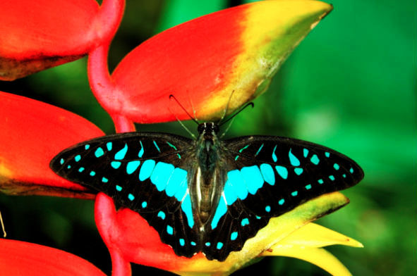 World's Best Butterfly Exhibits - Hello Travel Buzz