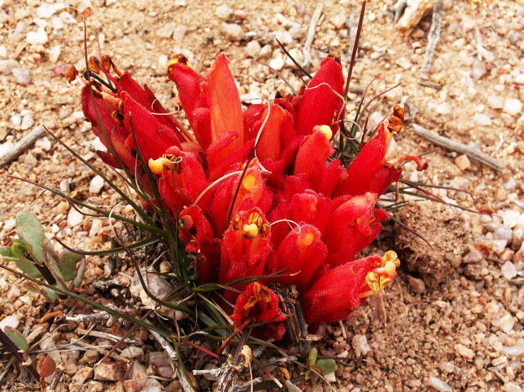 Top 10 Bizarre And Truly Scary Plants You Never Knew Existed - Hello ...