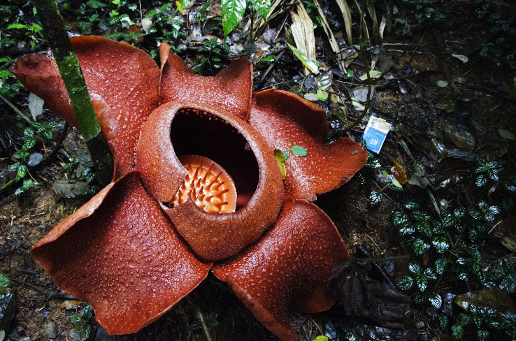 Top 10 Bizarre And Truly Scary Plants You Never Knew Existed - Hello ...