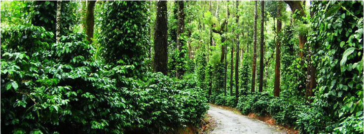 6 Epic Places to Visit in Coorg this Summer - Hello Travel Buzz