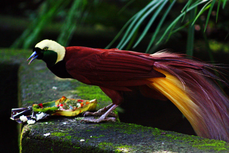 Top 9 zoos in south east Asia - Hello Travel Buzz