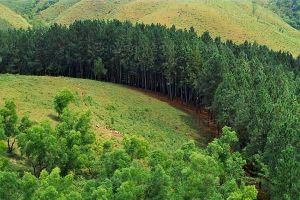 Vagamon 2022, #17 places to visit in kerala, top things to do, reviews ...