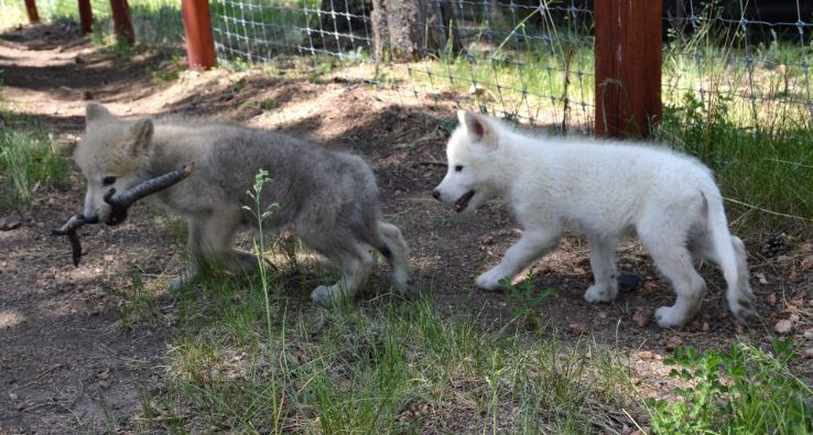 Se Permiten Perros En Colorado Wolf And Wildlife Center
