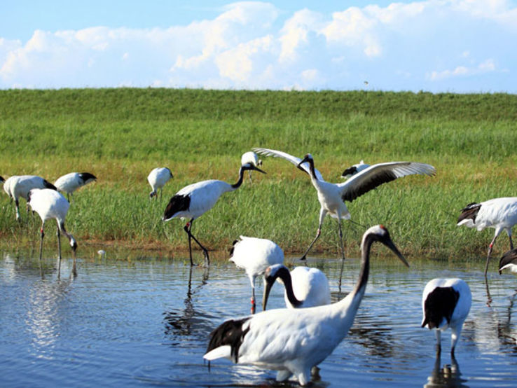 Zhalong National Nature Reserve 2022, #1 top things to do in qiqihar ...