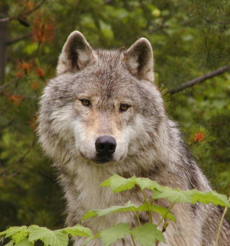 Northern Lights Wildlife Wolf Centre in golden Canada - reviews, best ...