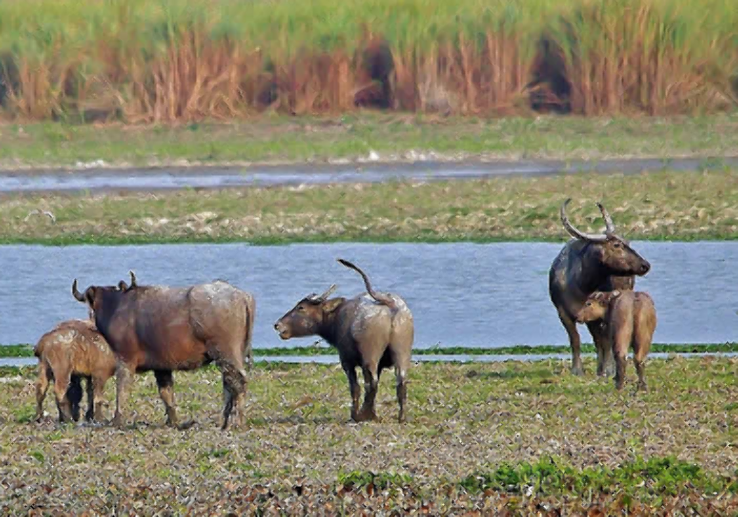 Indravati National Park, dantewada, India - Top Attractions, Things to ...