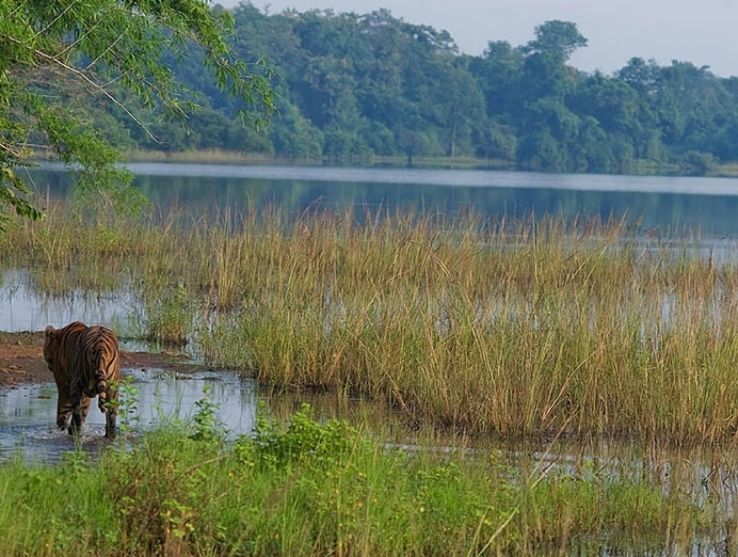 Erai Dam, tadoba, India - Top Attractions, Things to Do & Activities in ...
