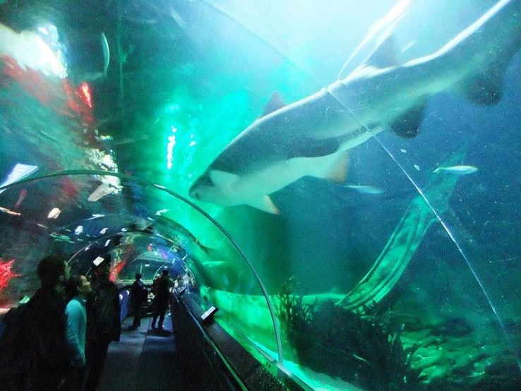 Auckland Aquarium Kelly Tarlton's Walking Tour | Aquarium | Auckland
