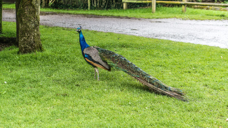 Fota Wildlife Park 2021, #6 top things to do in cork, county cork ...