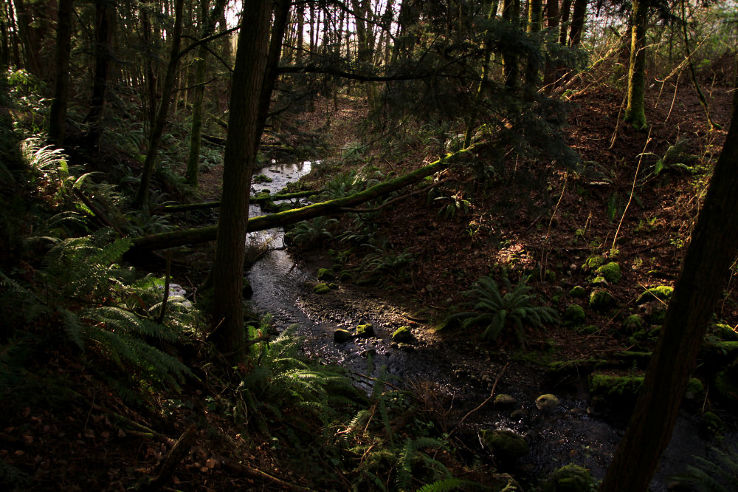 Green Timbers Urban Forest 2021, #4 top things to do in surrey, british ...