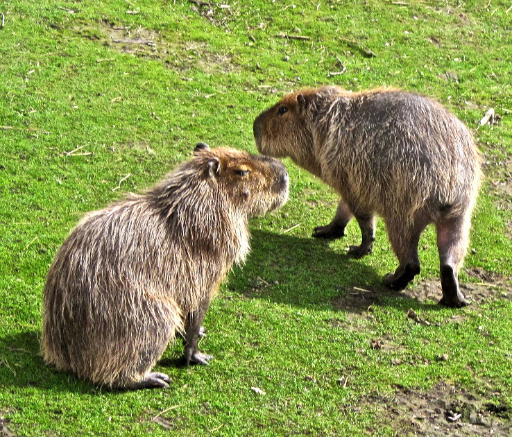 Detroit Zoo, michigan, United States Of America - Top Attractions ...