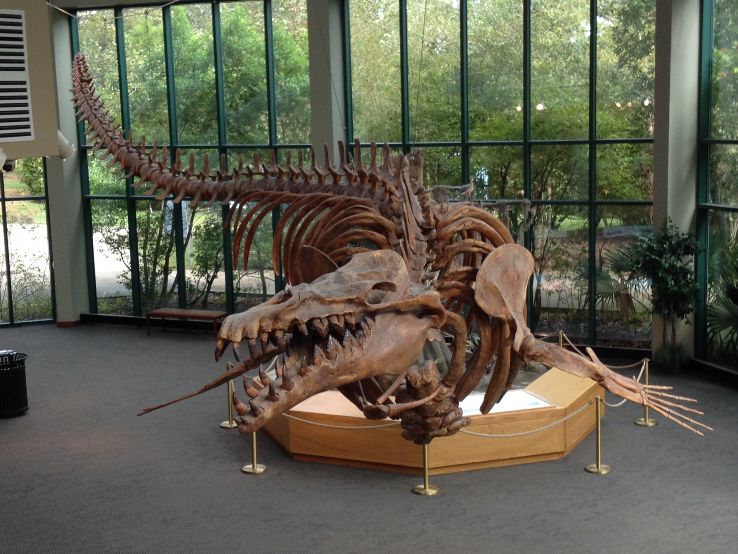 Museum of Natural Science, jackson, United States Of America - Top ...