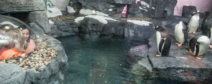 Penguin Park, missouri, United States Of America - Top Attractions ...