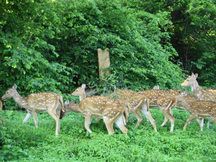 Madhav National Park 2021, #1 top things to do in shivpuri, madhya ...