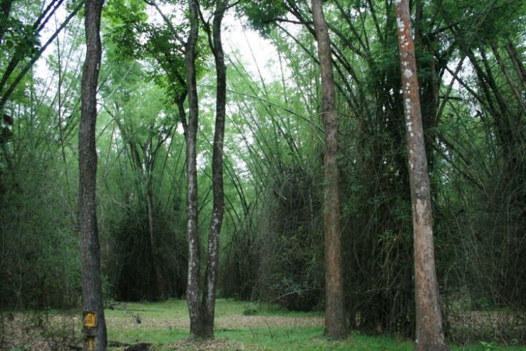 Bamboo Forests 2021, #9 top things to do in wayanad, kerala, reviews ...