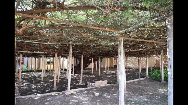 Rose Tree Museum 2021, #5 top things to do in tombstone, arizona ...