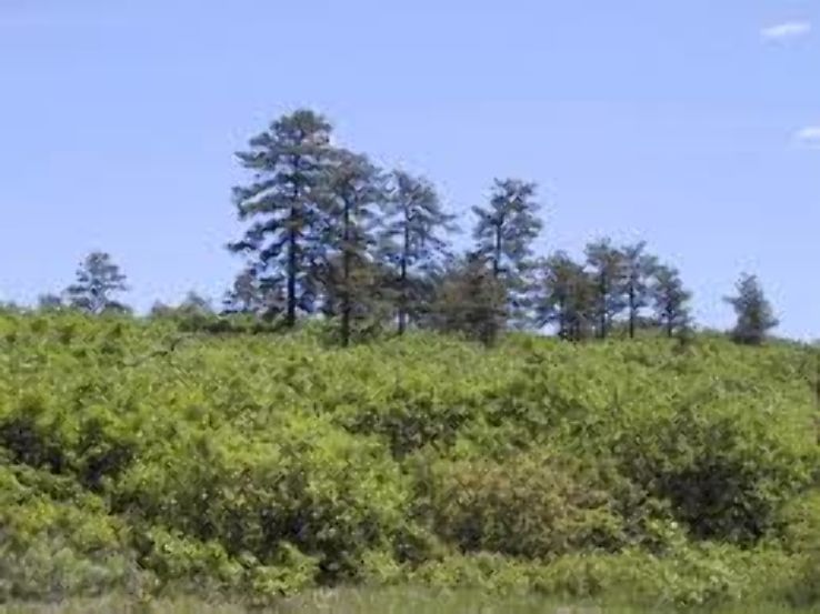 Albany Pine Bush Preserve 2021, #24 top things to do in albany, new ...